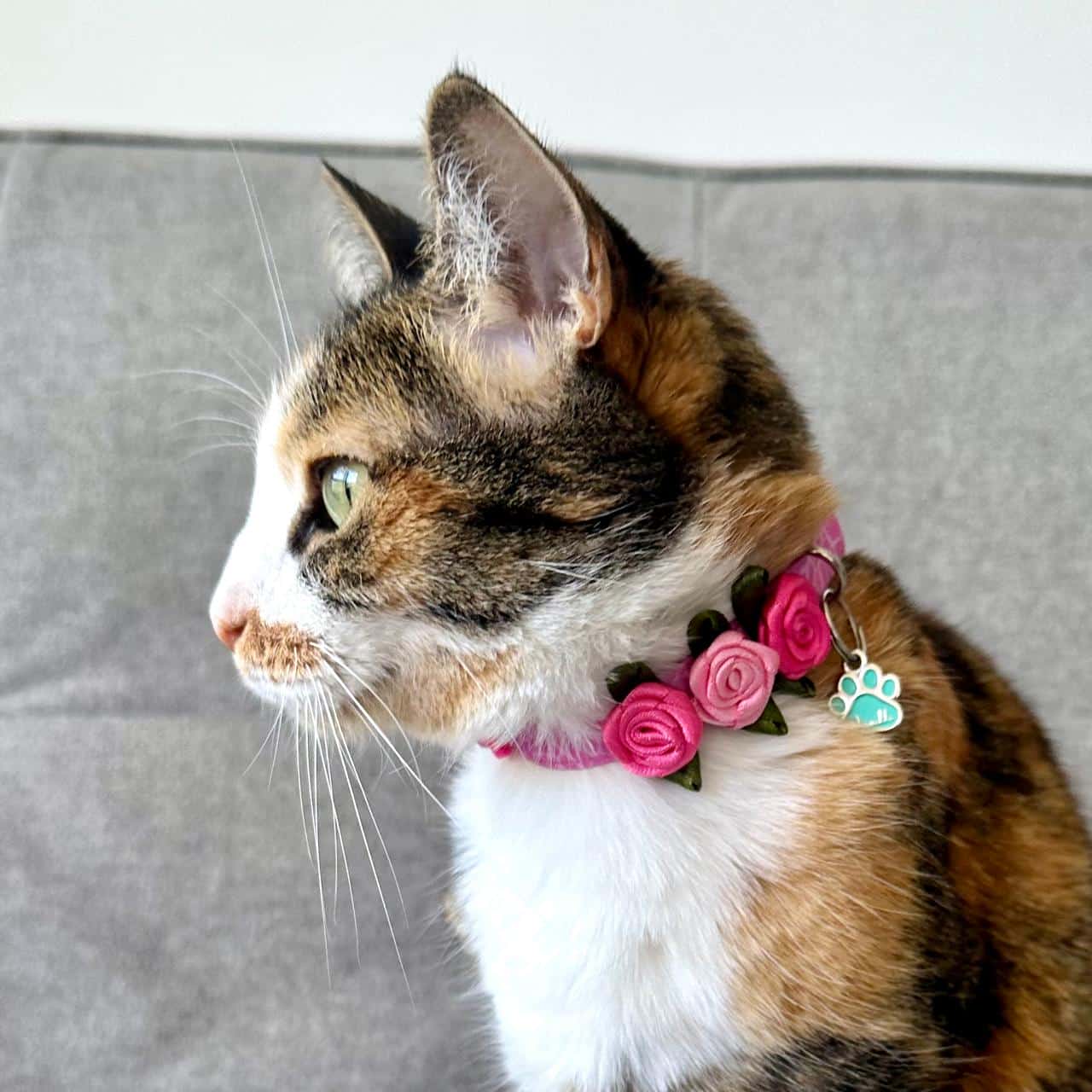 Collares para gatos con flores – Vainilla