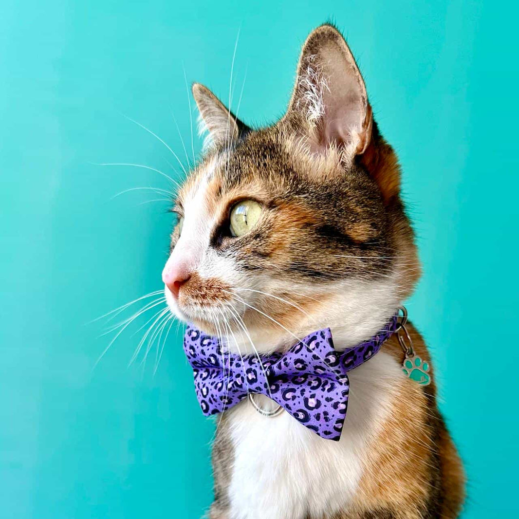 Corbatines para gatos – Vainilla