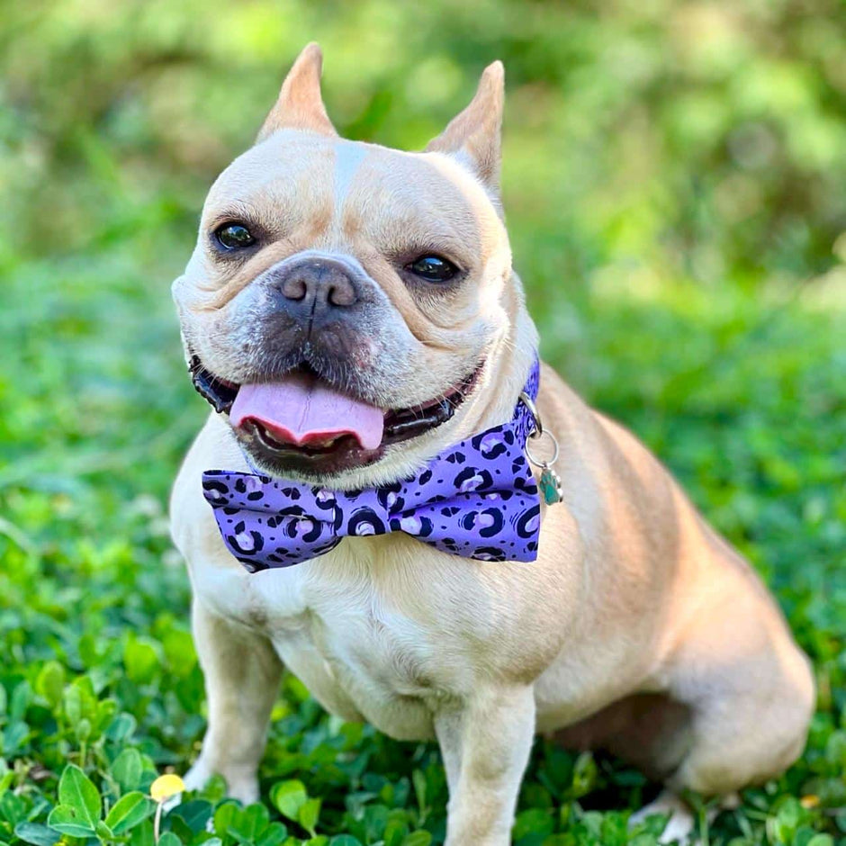 Corbatines para perros – Vainilla