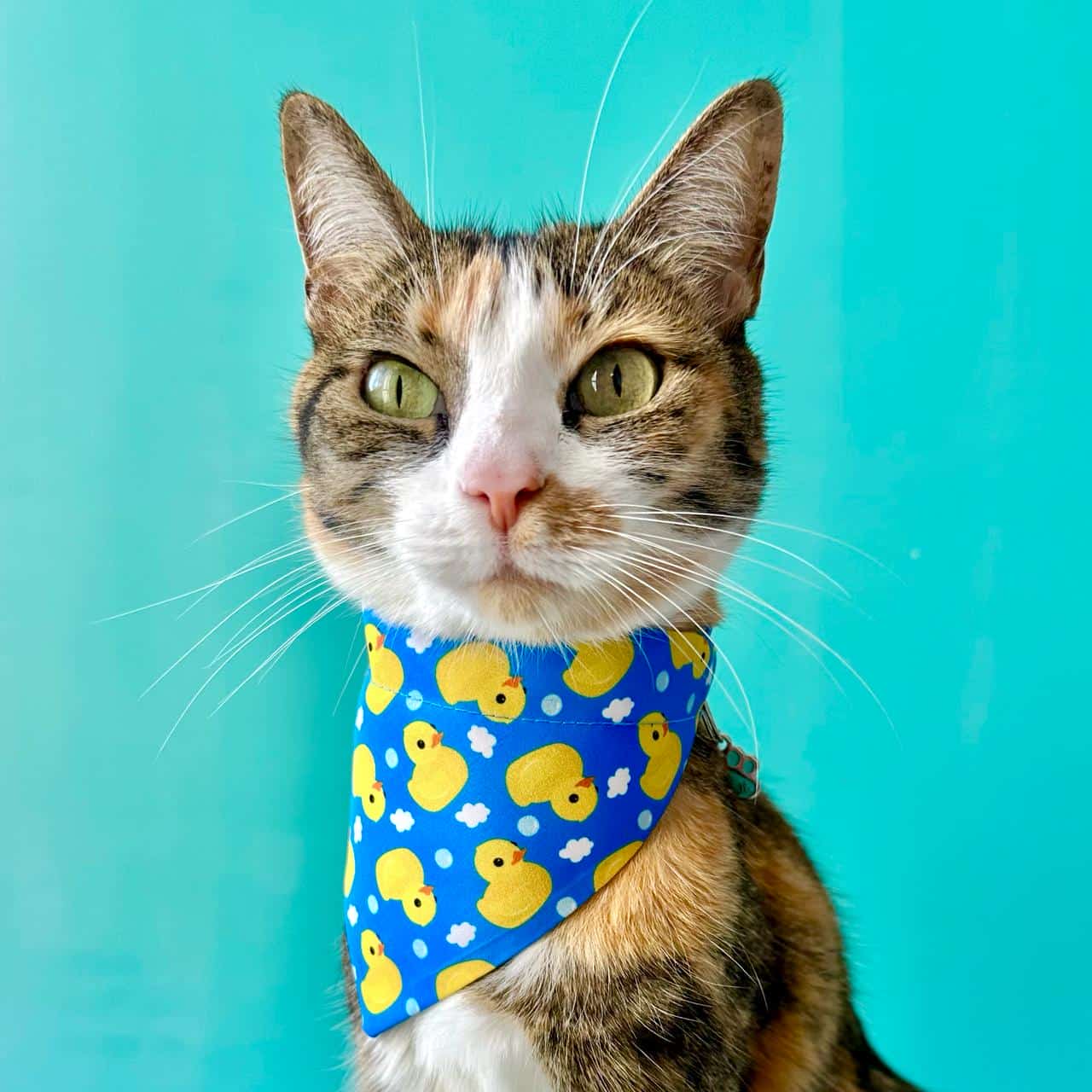 Pañoleta para gatos Patos azul – Vainilla